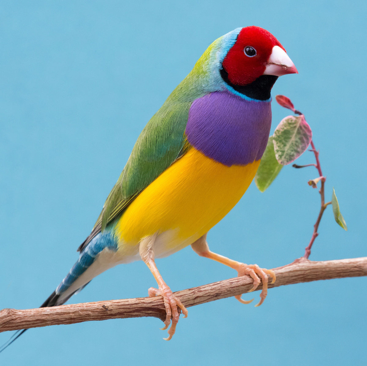 Finch – Jones Seed Company