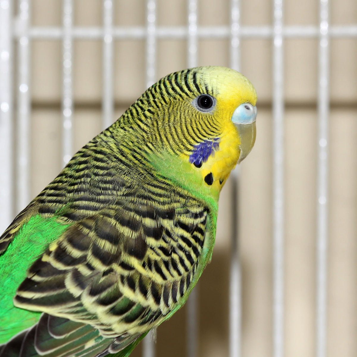Parakeet – Jones Seed Company