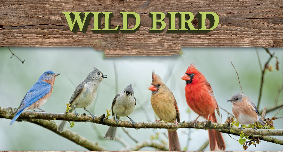 Wild Bird – Jones Seed Company