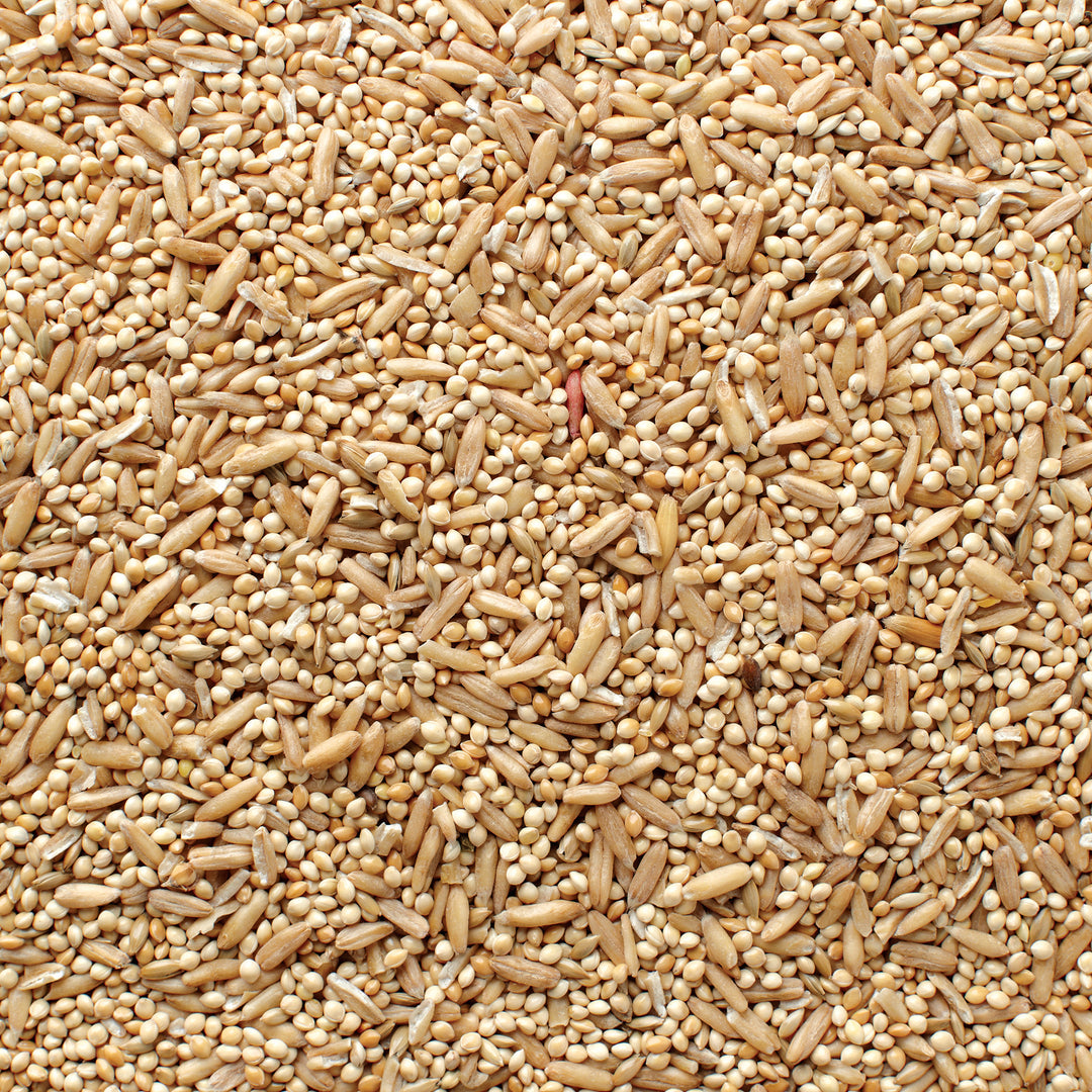 All Natural Parakeet Blend Bird Seed – Jones Seed Company