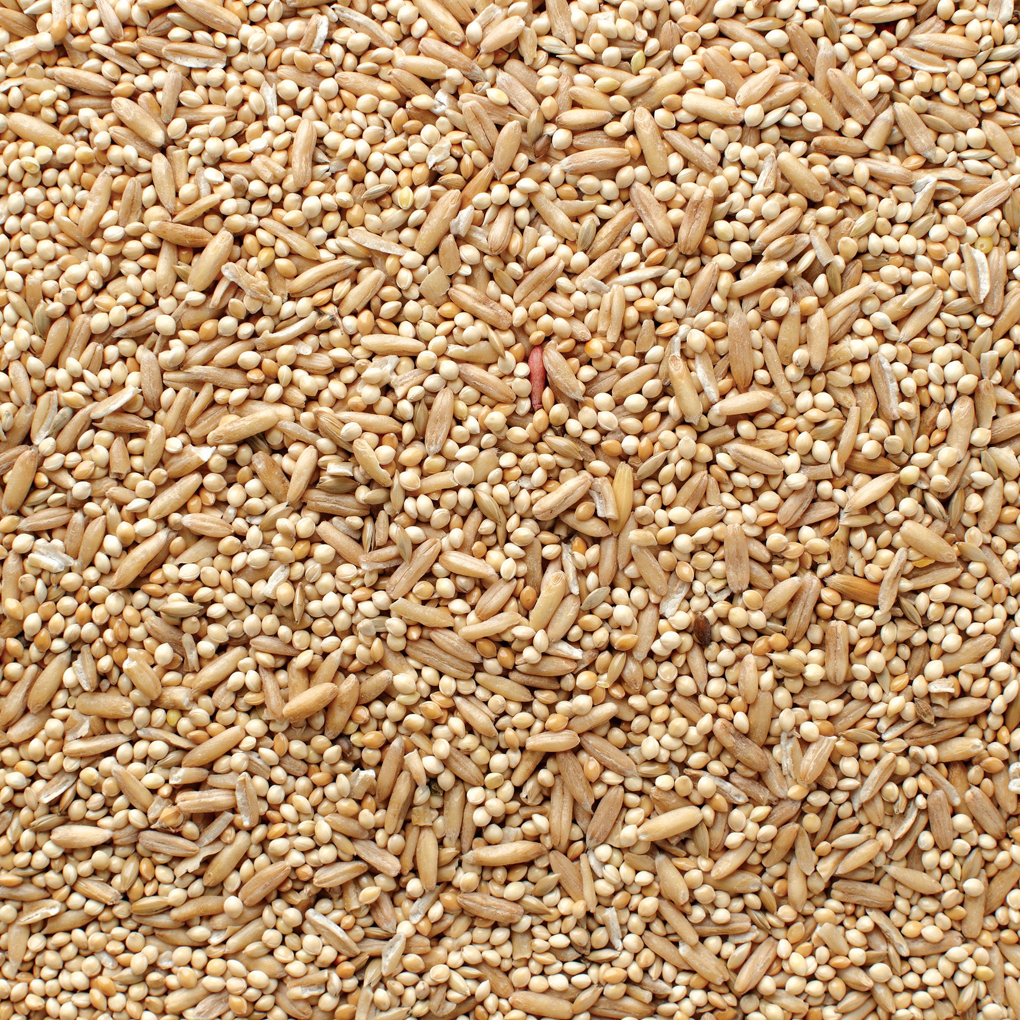 All Natural Parakeet Blend Bird Seed – Jones Seed Company